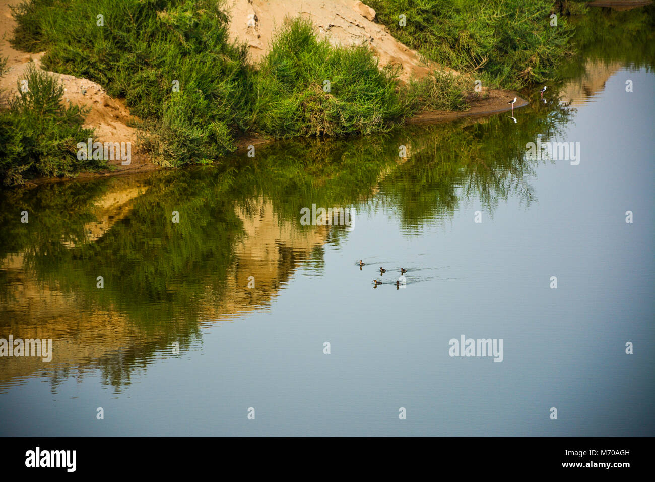 Saudi arabia desert birds hi-res stock photography and images - Alamy