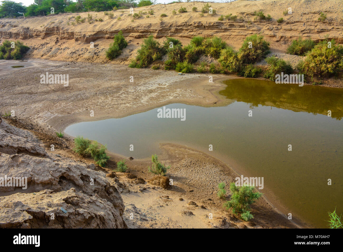 Saudi arabia desert birds hi-res stock photography and images - Alamy