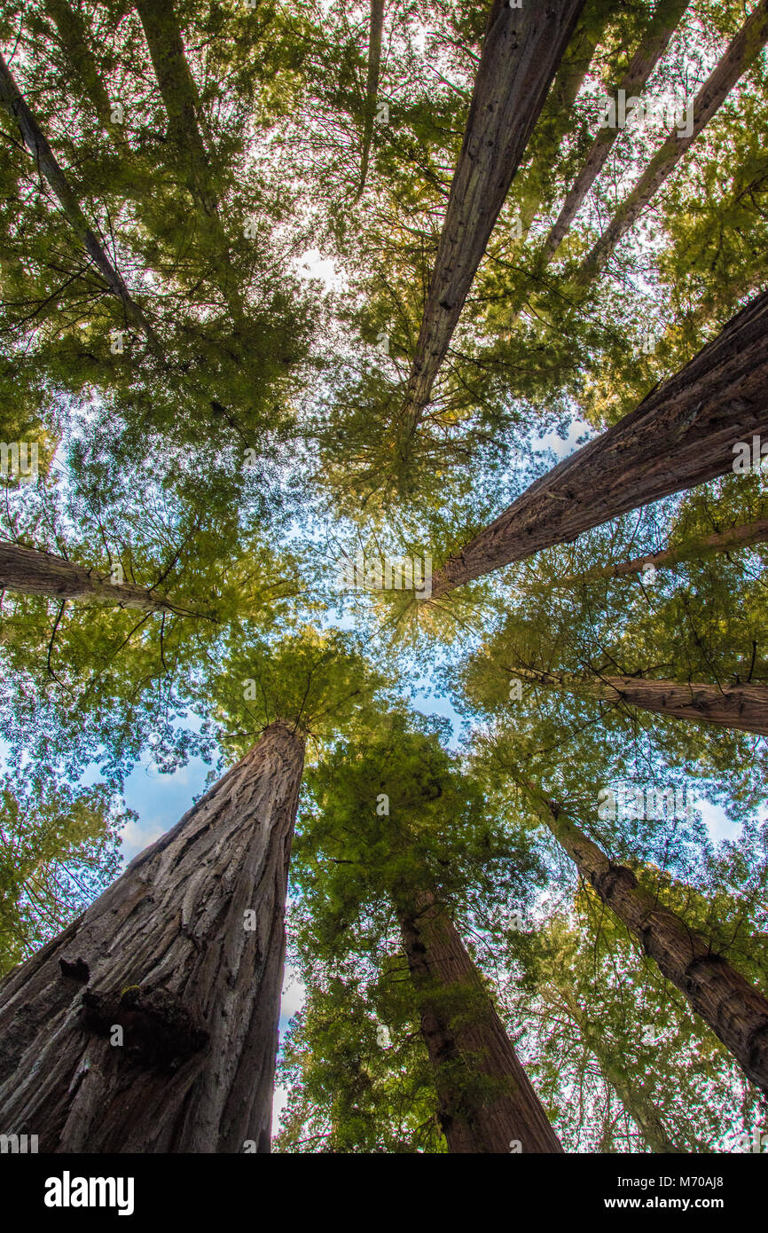 Low angle shots of Giant Redwood trees along Avenue of the Giants at ...