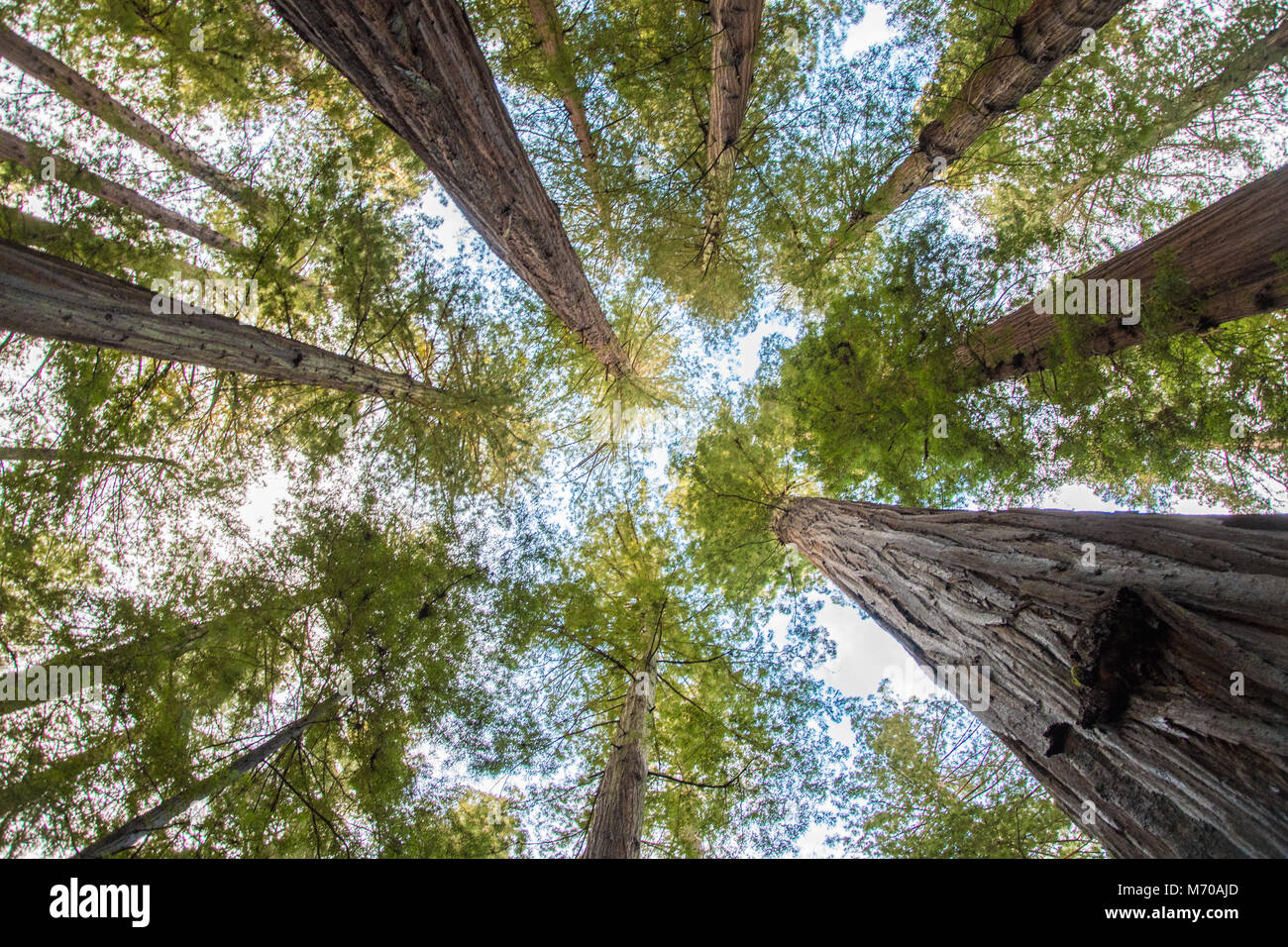 Low angle shots of Giant Redwood trees along Avenue of the Giants at ...
