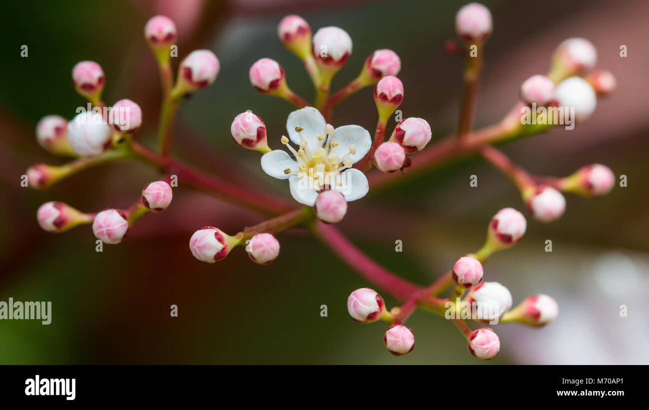 A macro shot of some red robin bush blossom Stock Photo - Alamy