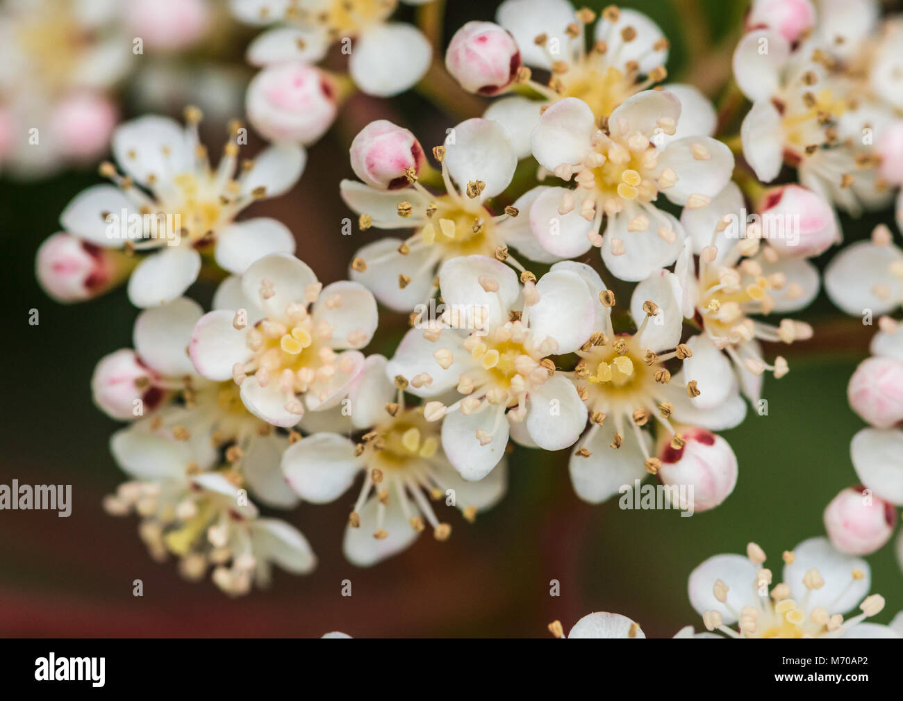 A macro shot of the white blossom of a red robin bush Stock Photo - Alamy