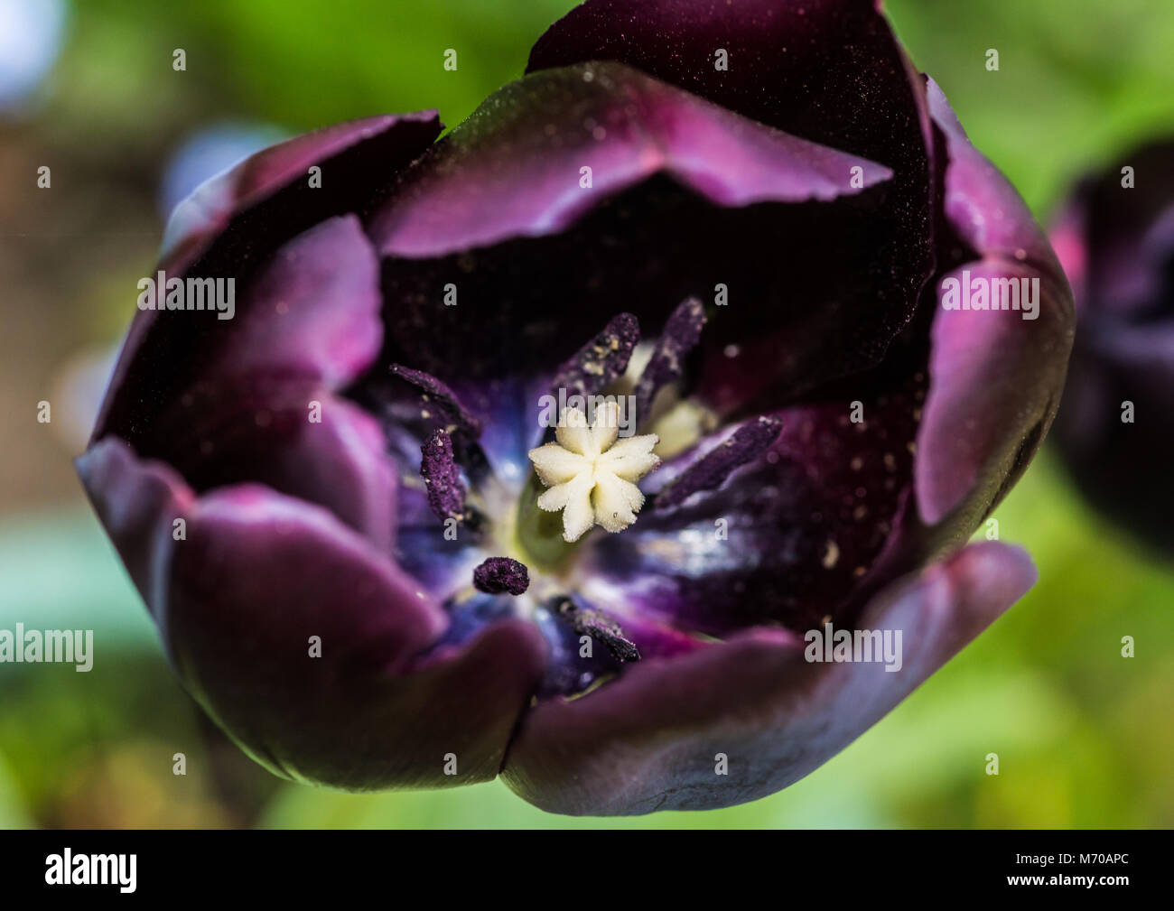 A macro shot taking a peek inside of dark queen of the night tulip ...