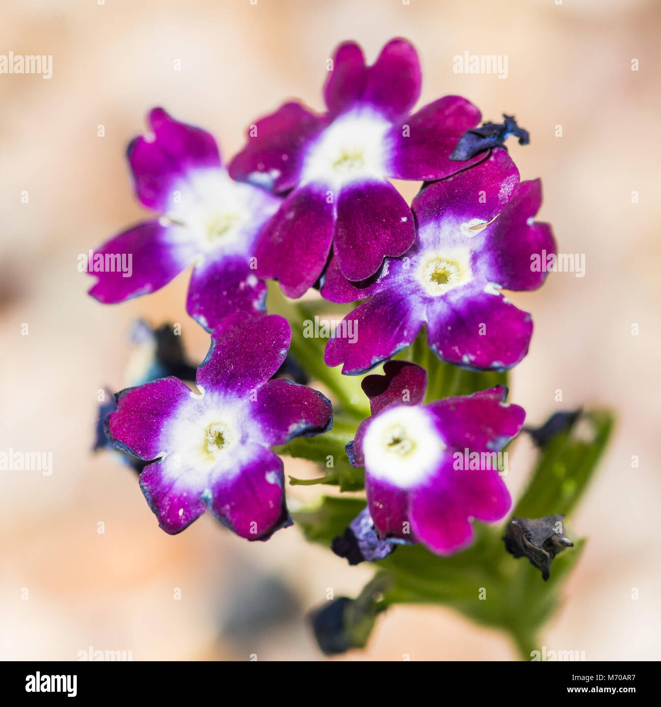 Verbena quartz hi-res stock photography and images - Alamy