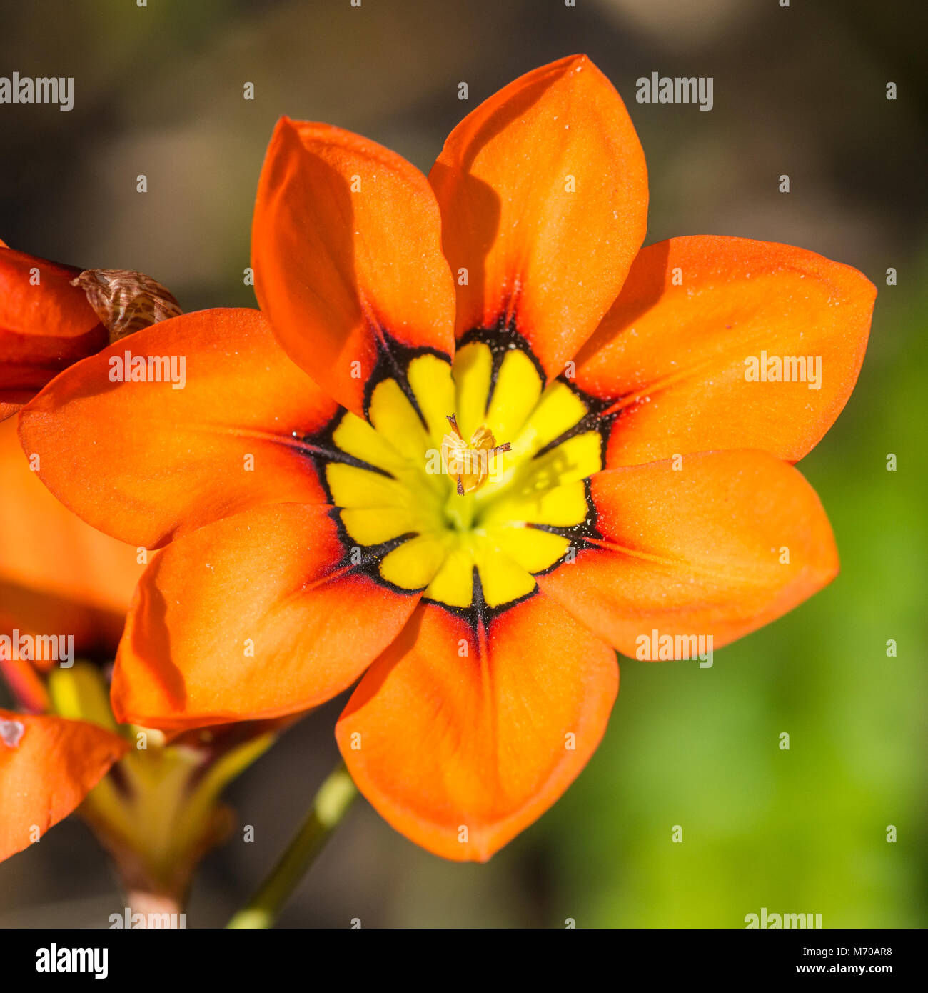 Sparaxis harlequin flower hi-res stock photography and images - Alamy