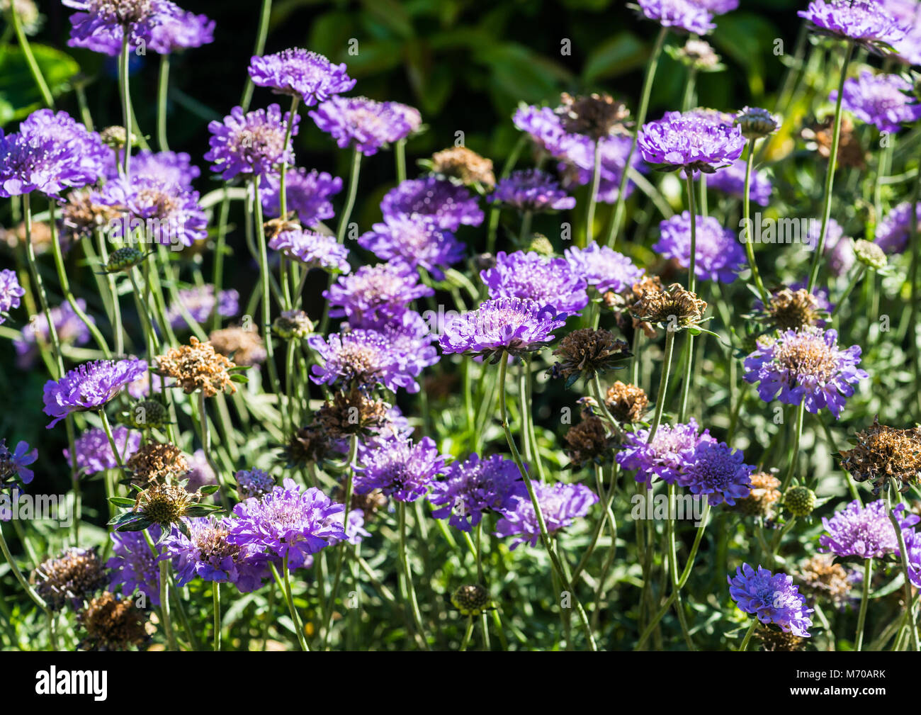 Butterfly blue pincushion flower scabious hi-res stock photography and ...