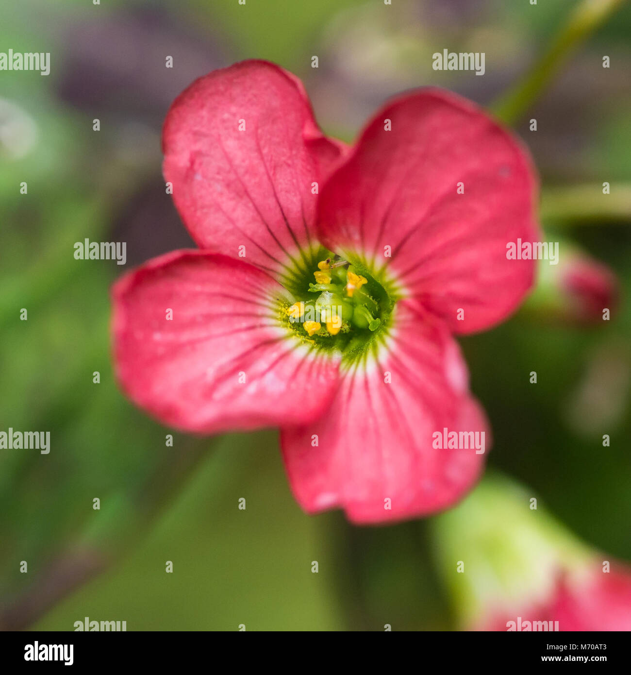 Oxalis iron cross hi-res stock photography and images - Alamy