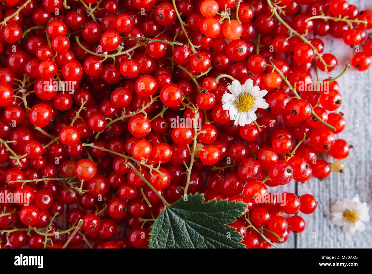 Ripe redcurrant with chamomile flowers Stock Photo - Alamy