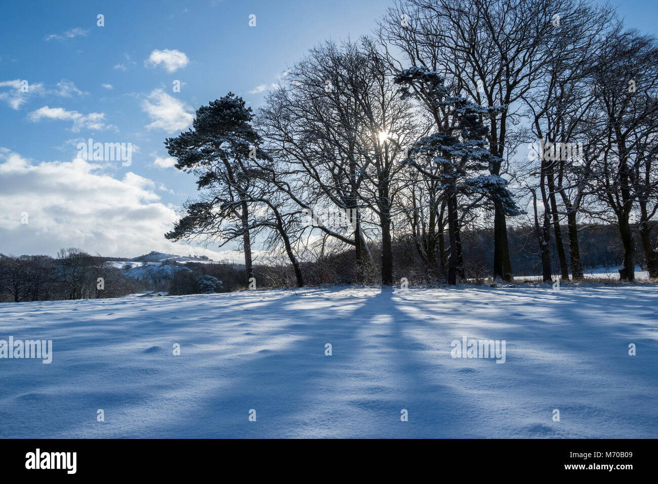 Copse of Trees in Snow, Hutton, Guisborough, North Yorkshire Stock ...