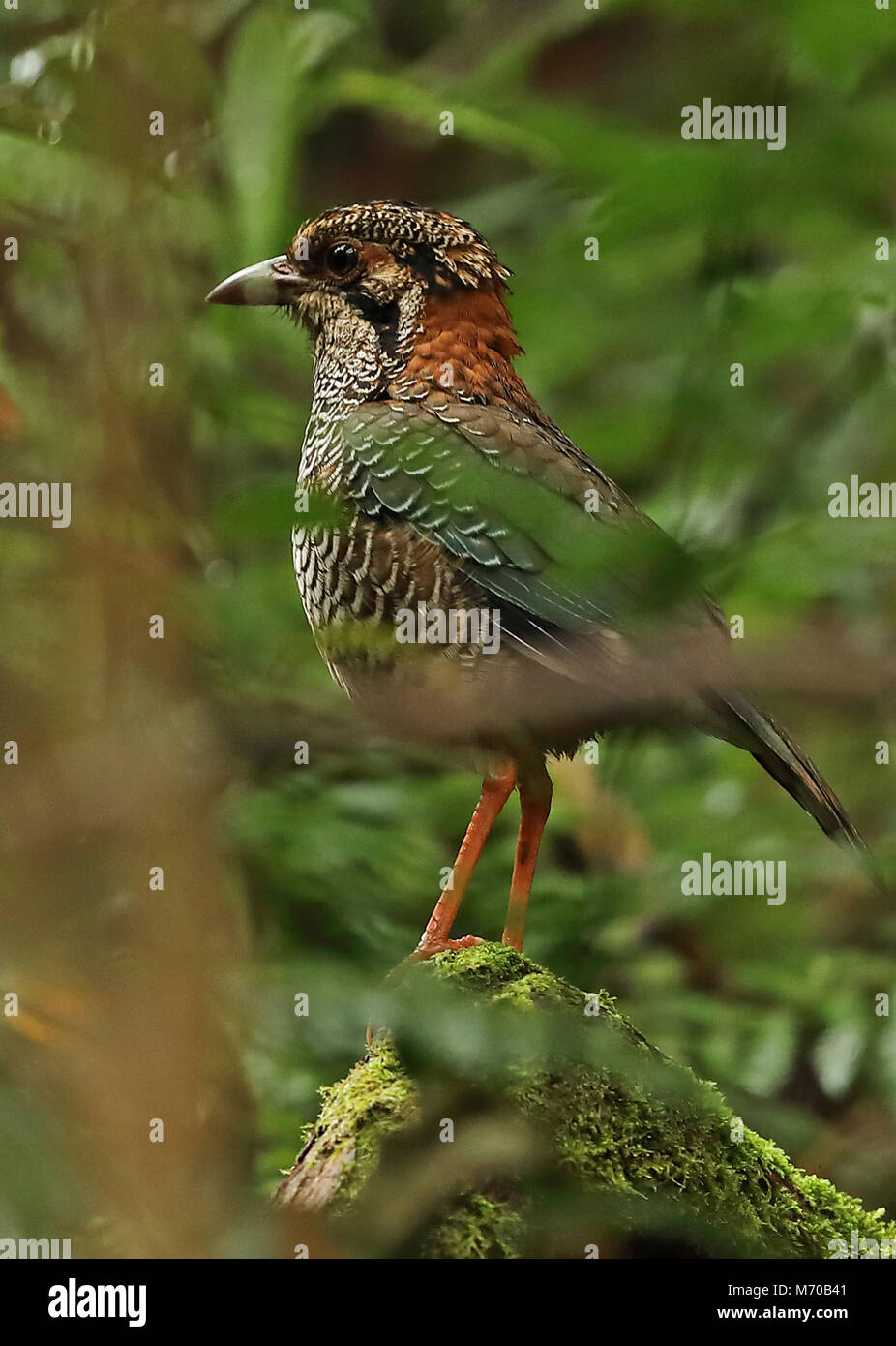 Scaly Ground-roller (Geobiastes squamiger) adult standing on fallen log ...