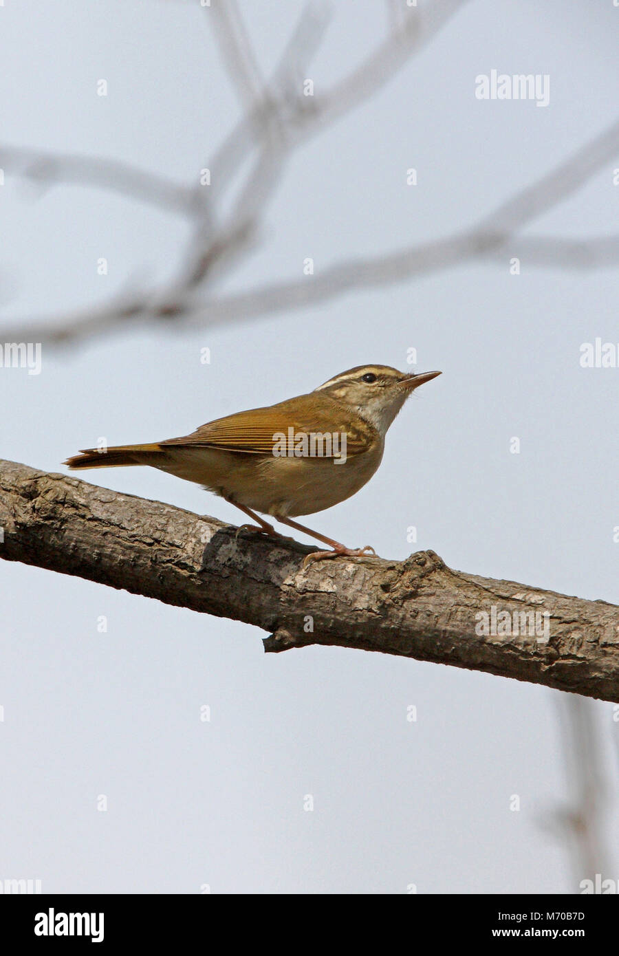 Pale-legged Leaf Warbler (Phylloscopus tenellipes) adult standing on ...