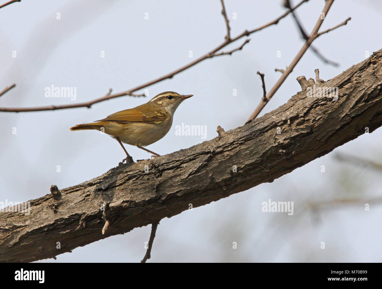 Pale-legged Leaf Warbler (Phylloscopus tenellipes) adult standing on ...