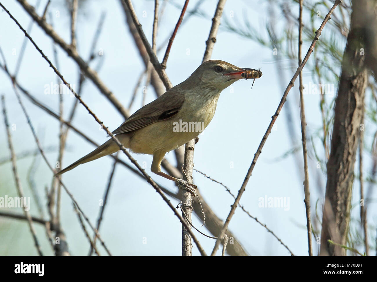 Acrocephalus orientalis hi-res stock photography and images - Alamy