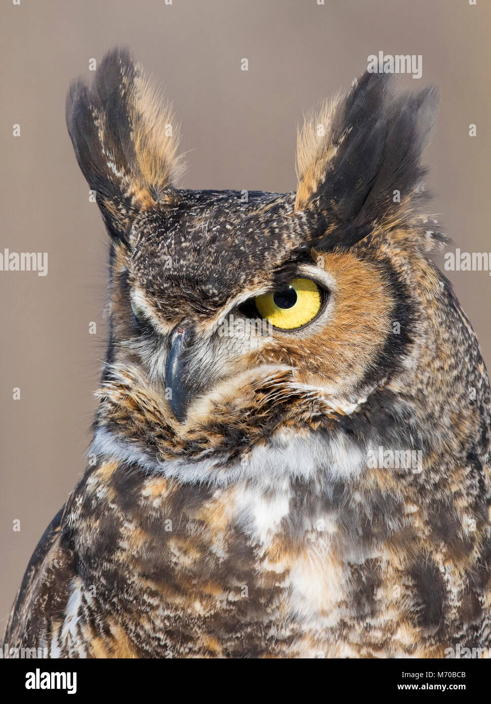 Great hawk owl hi-res stock photography and images - Alamy