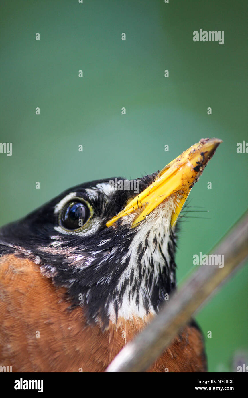 Female robin hi-res stock photography and images - Alamy