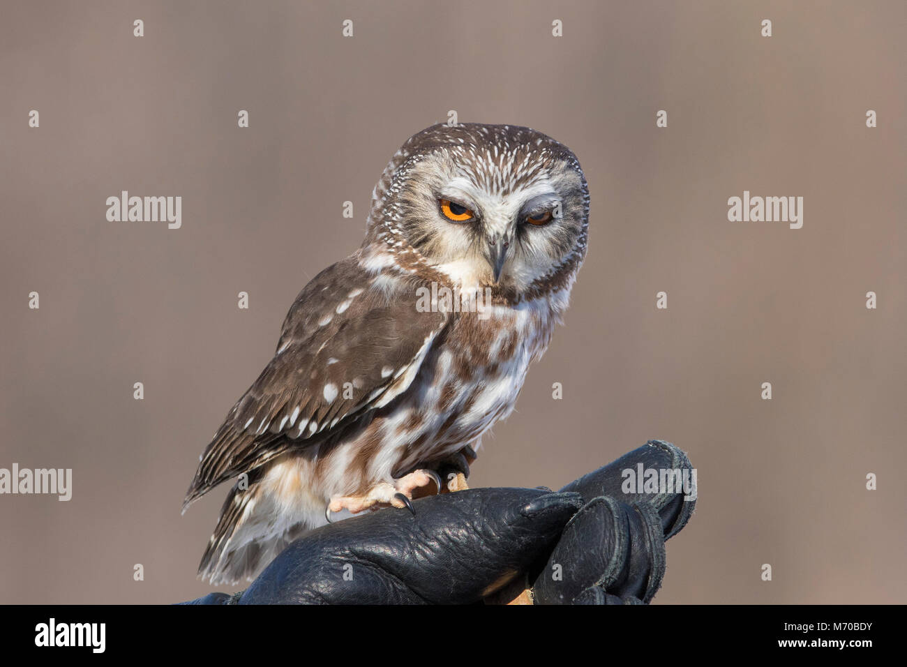 northern saw-whet owl portrait Stock Photo - Alamy