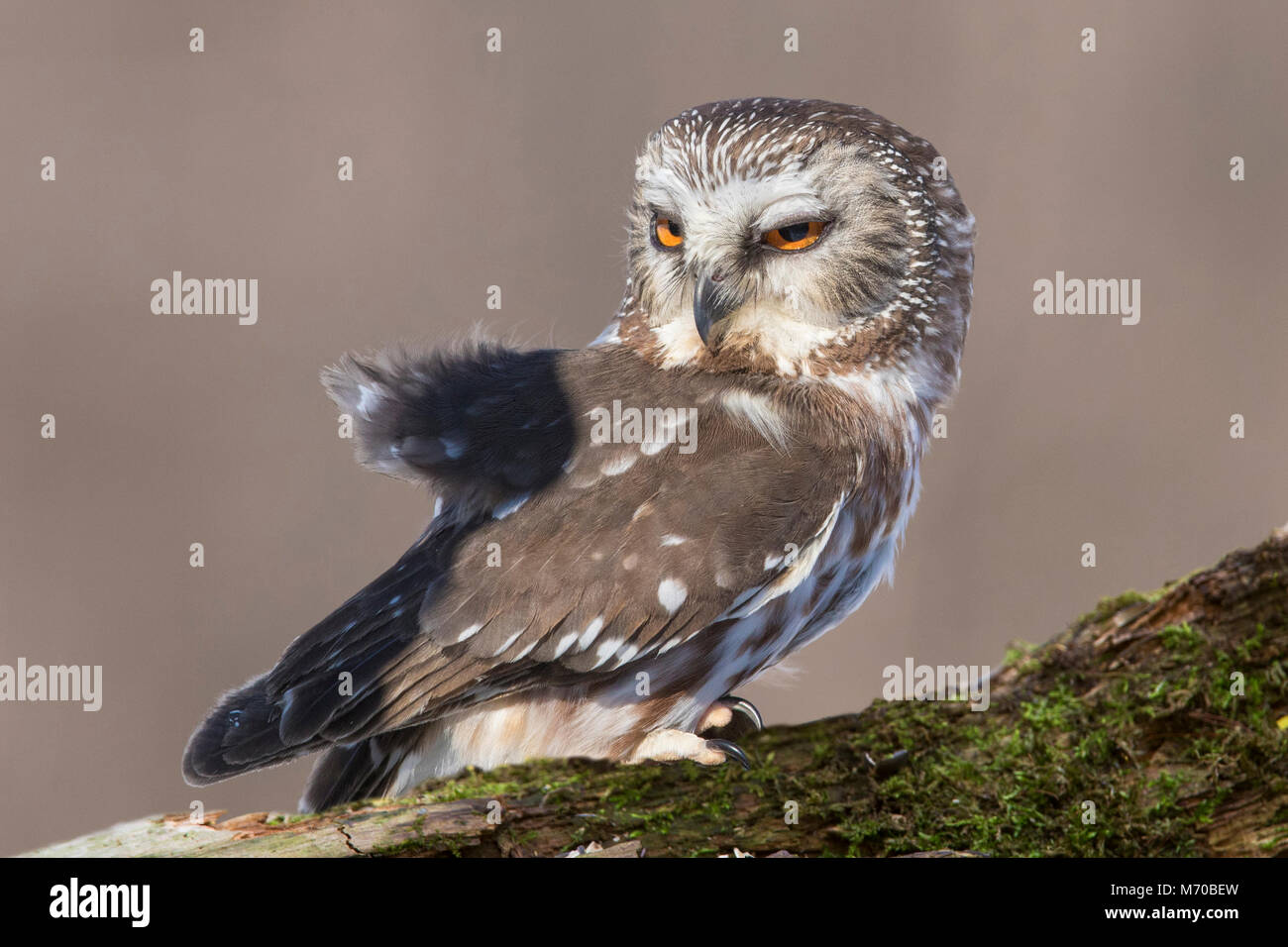 northern saw-whet owl portrait Stock Photo - Alamy