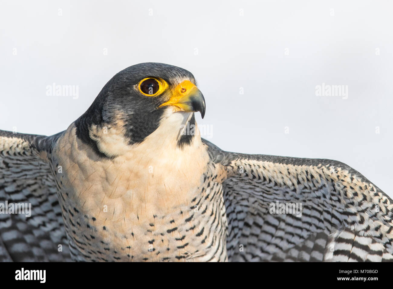 peregrine falcon portrait Stock Photo - Alamy