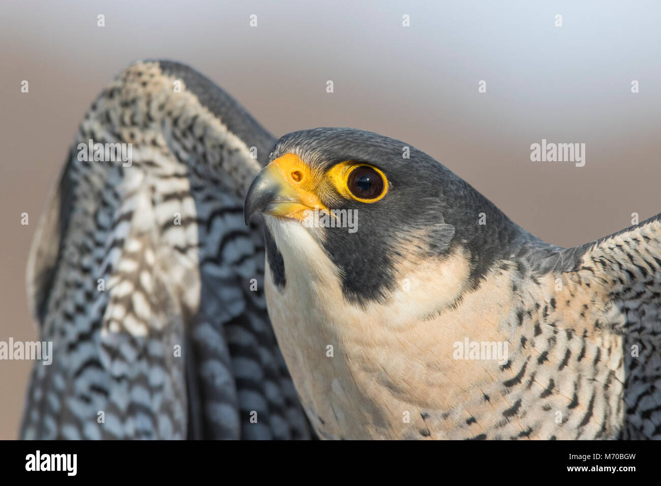 peregrine falcon portrait Stock Photo - Alamy