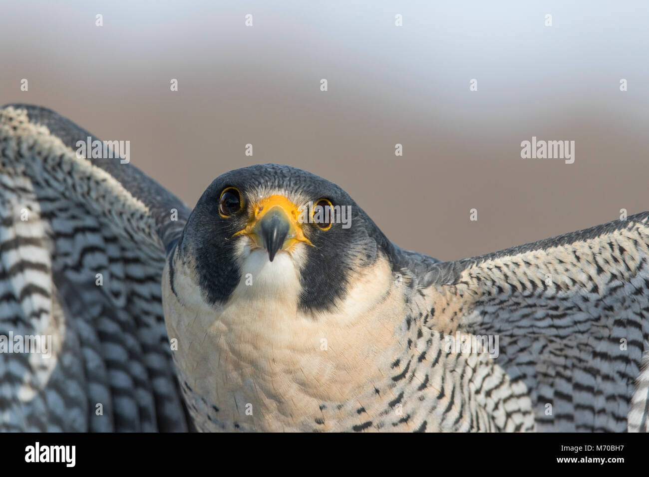 peregrine falcon portrait Stock Photo - Alamy