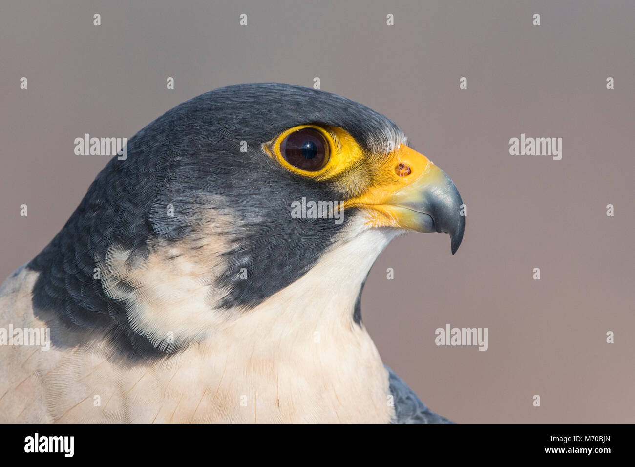 peregrine falcon portrait Stock Photo - Alamy