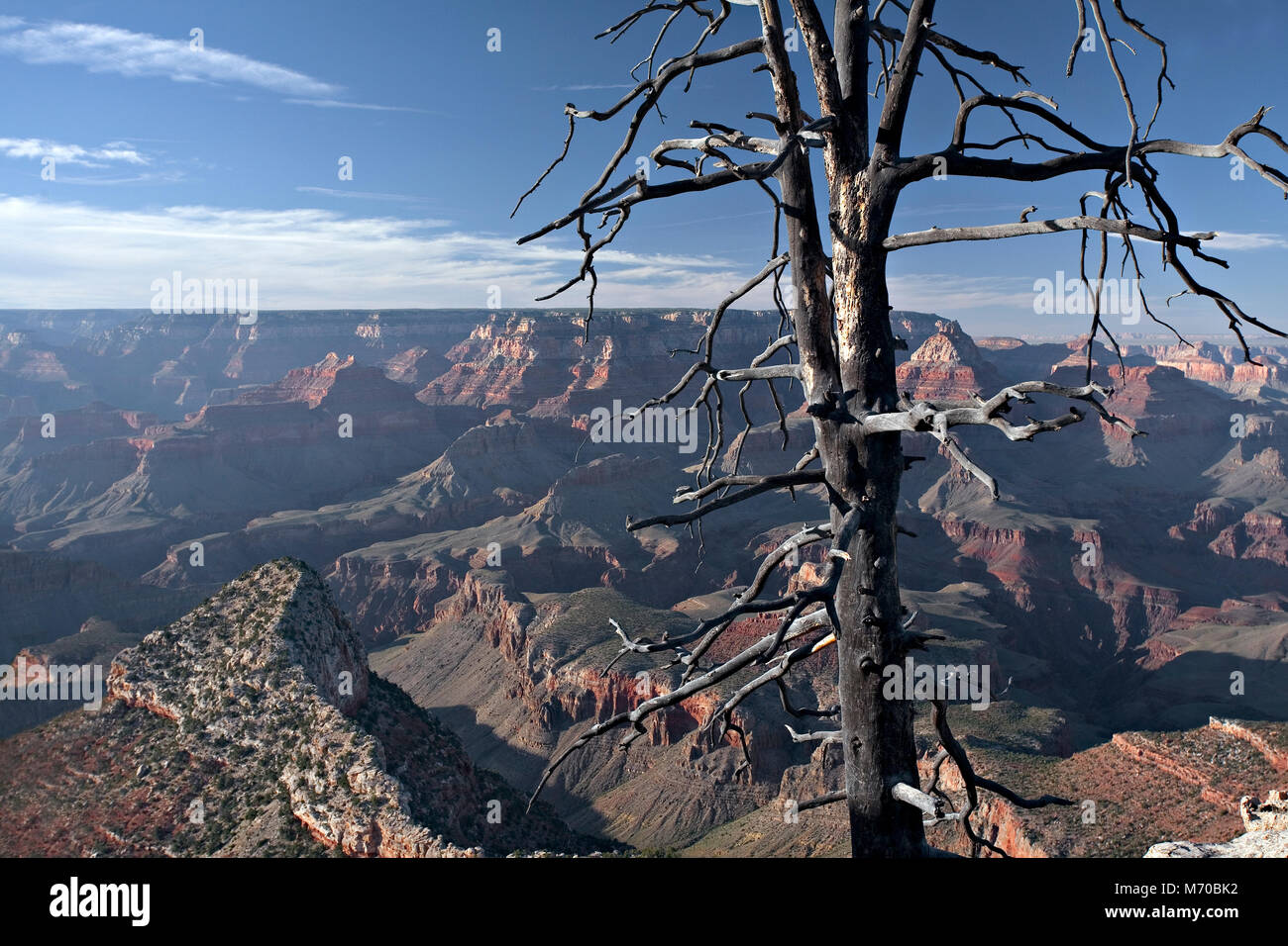 Dead tree on the south rim of the Grand Canyon, Arizona, USA Stock ...