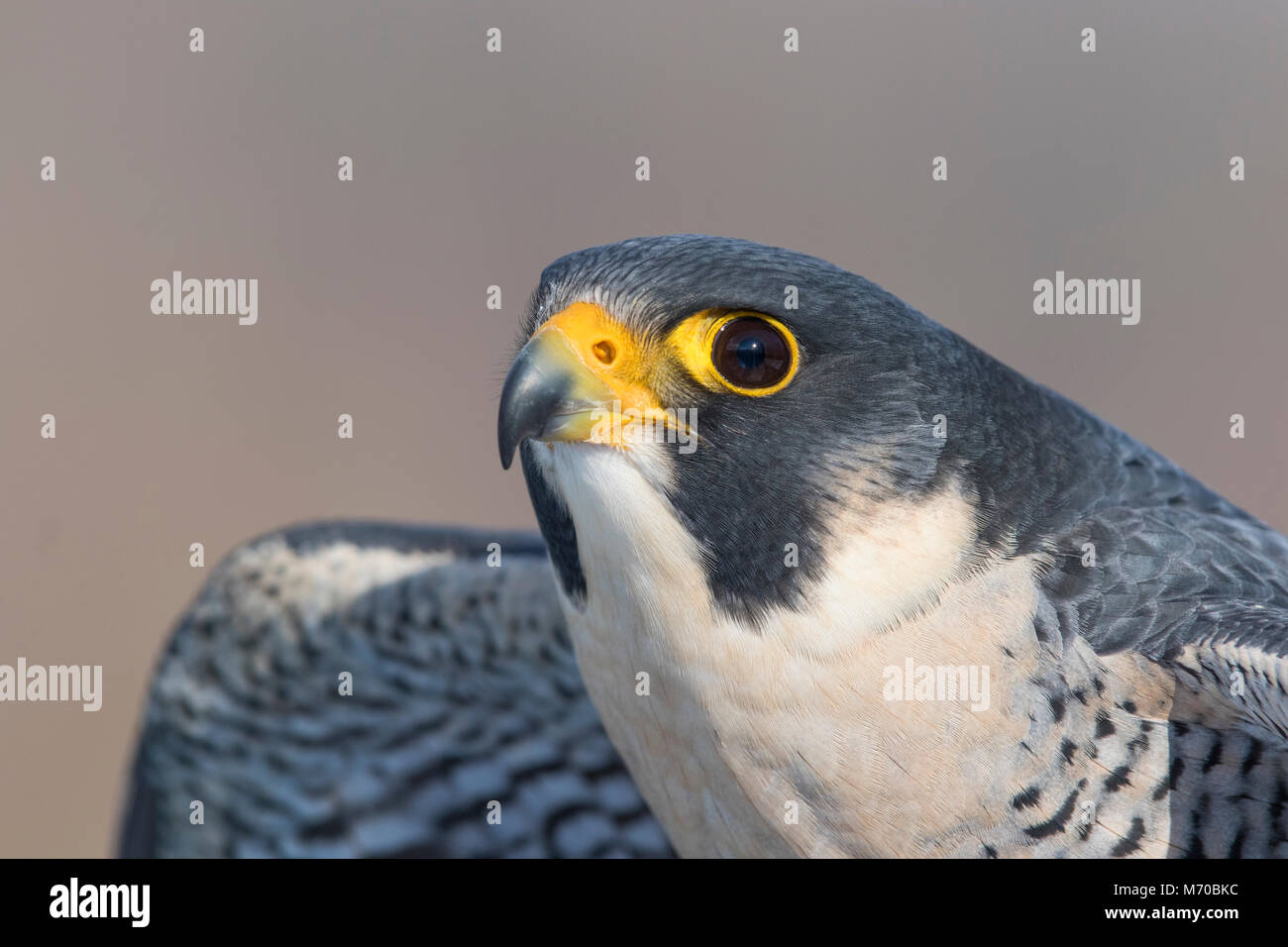 peregrine falcon portrait Stock Photo - Alamy