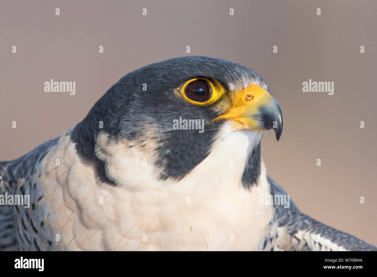 peregrine falcon portrait Stock Photo - Alamy