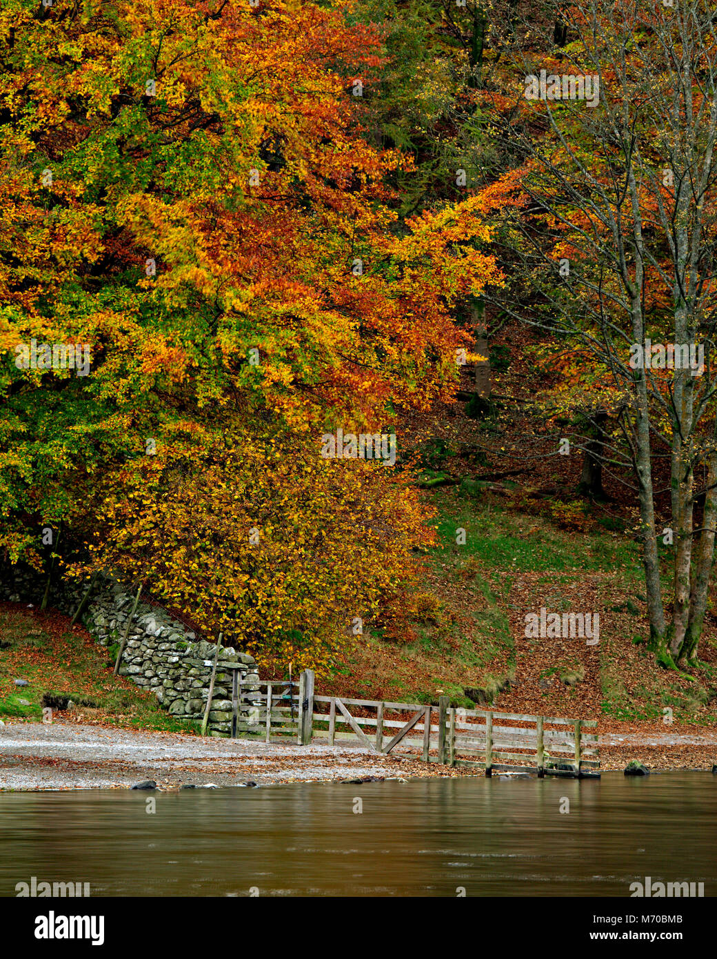 Trees with autumn colours and lake, Grasmere, Lake District Stock Photo ...