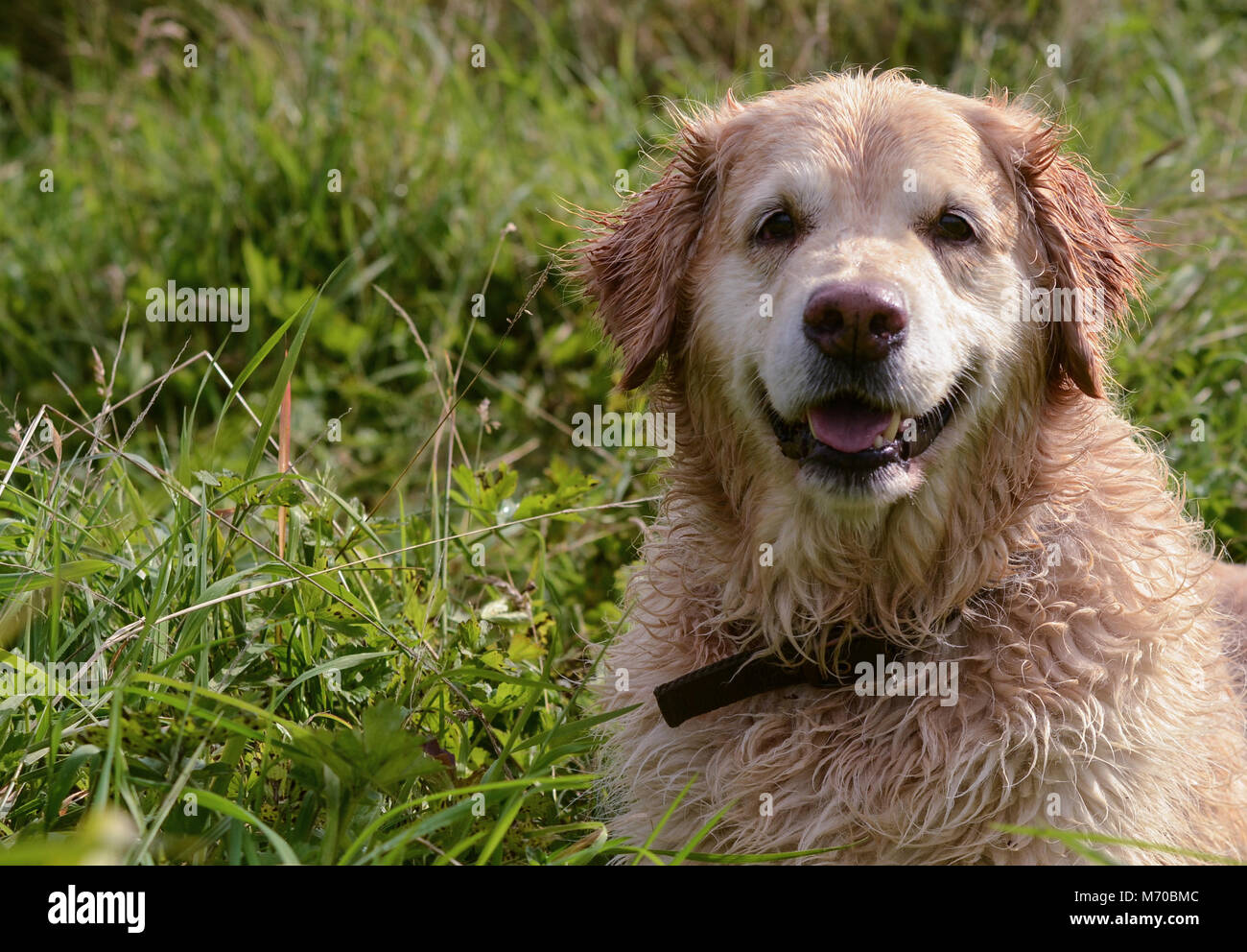 A wet Golden retriever dog posing for a photo with a smile on his face ...