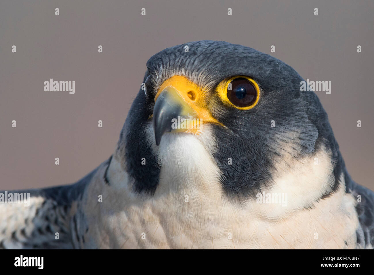 Peregrine Stare High Resolution Stock Photography and Images - Alamy