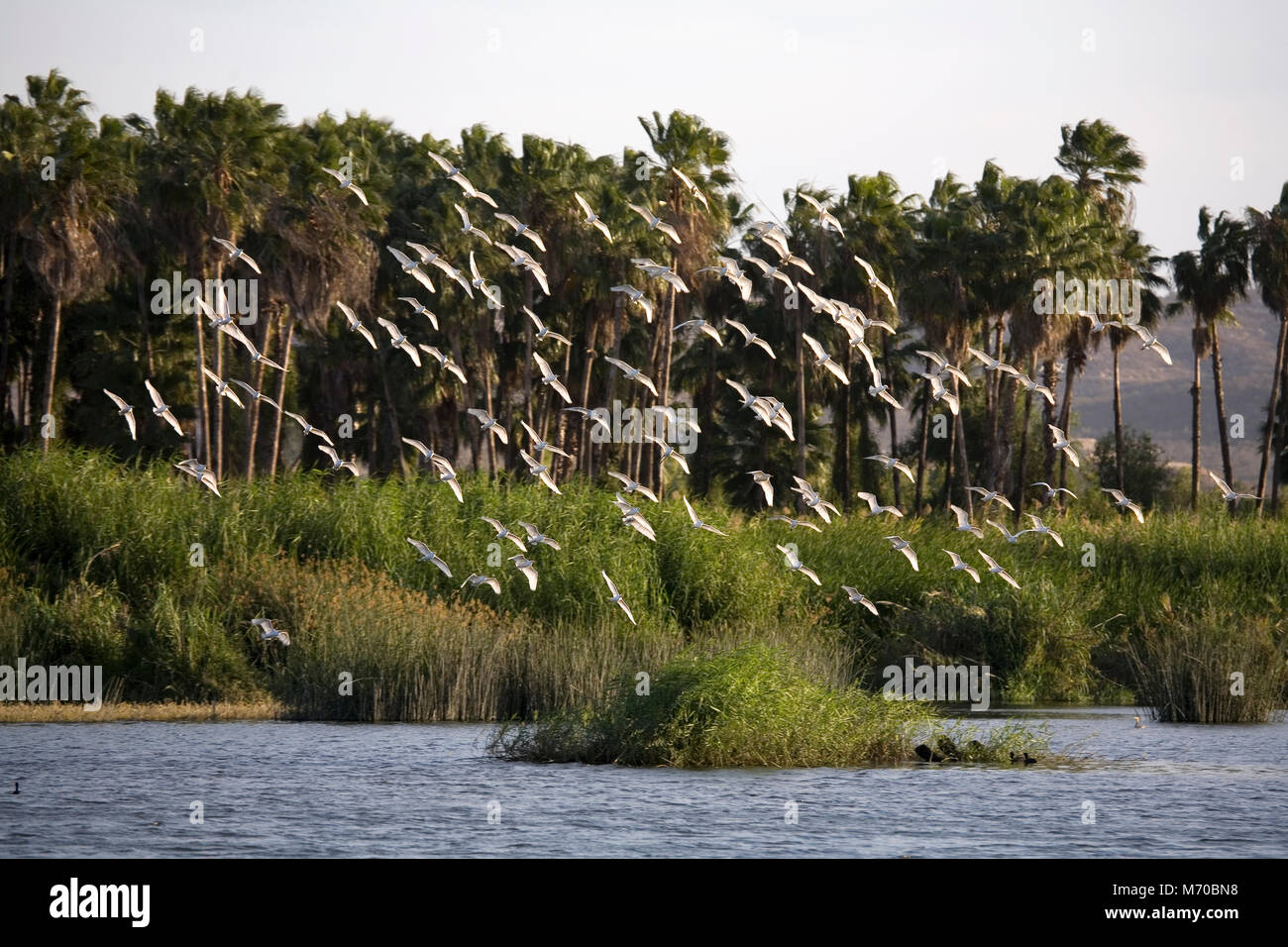 Estuary, San Jose del Cabo Stock Photo - Alamy
