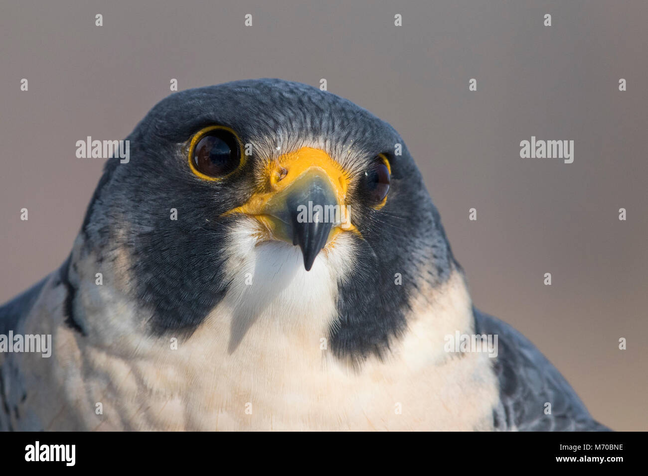 peregrine falcon portrait Stock Photo - Alamy