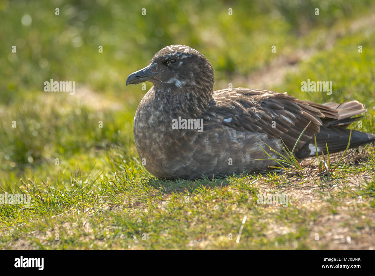 Great skua on nest hi-res stock photography and images - Alamy