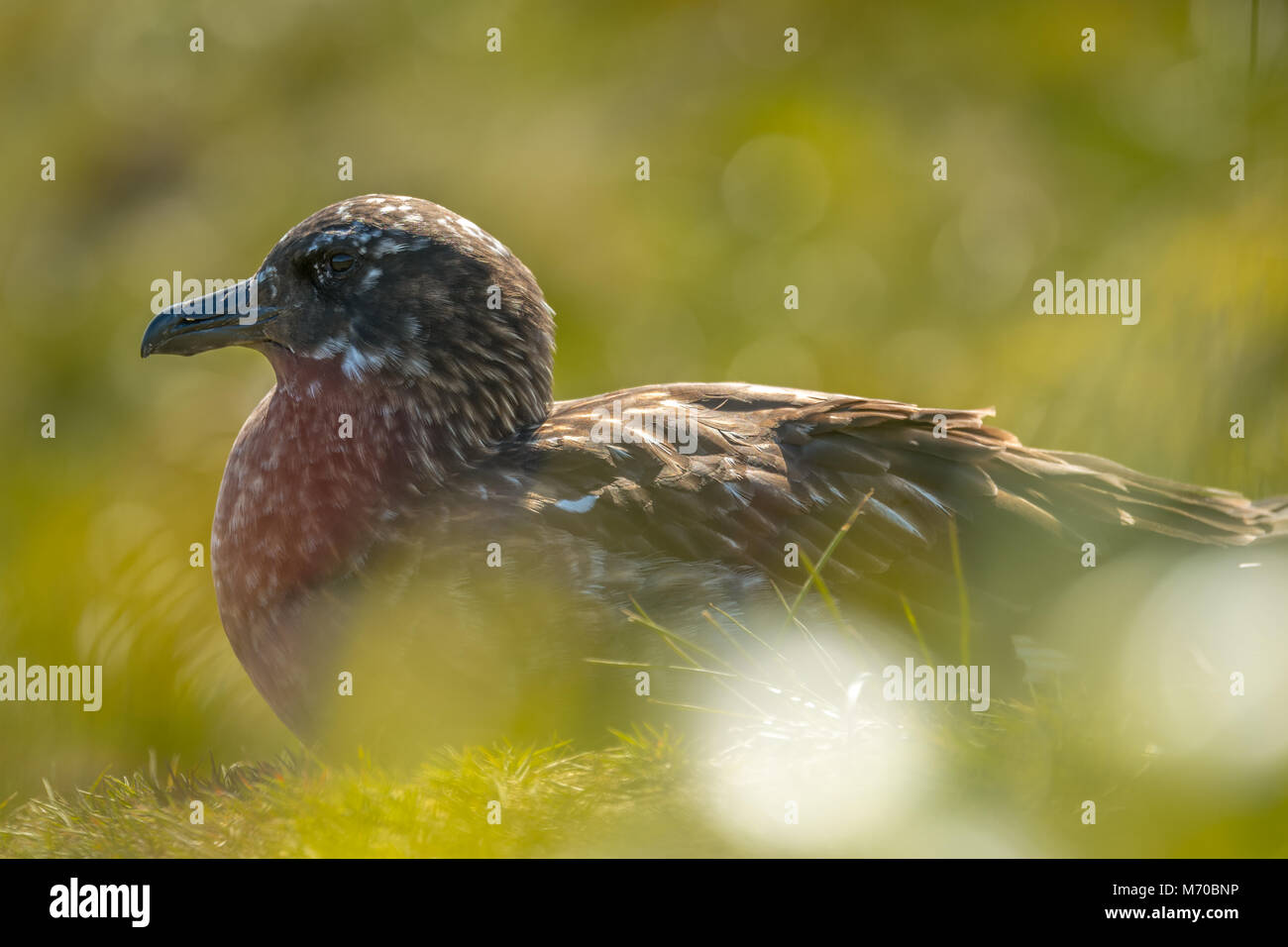 Wildlife of norway hi-res stock photography and images - Alamy
