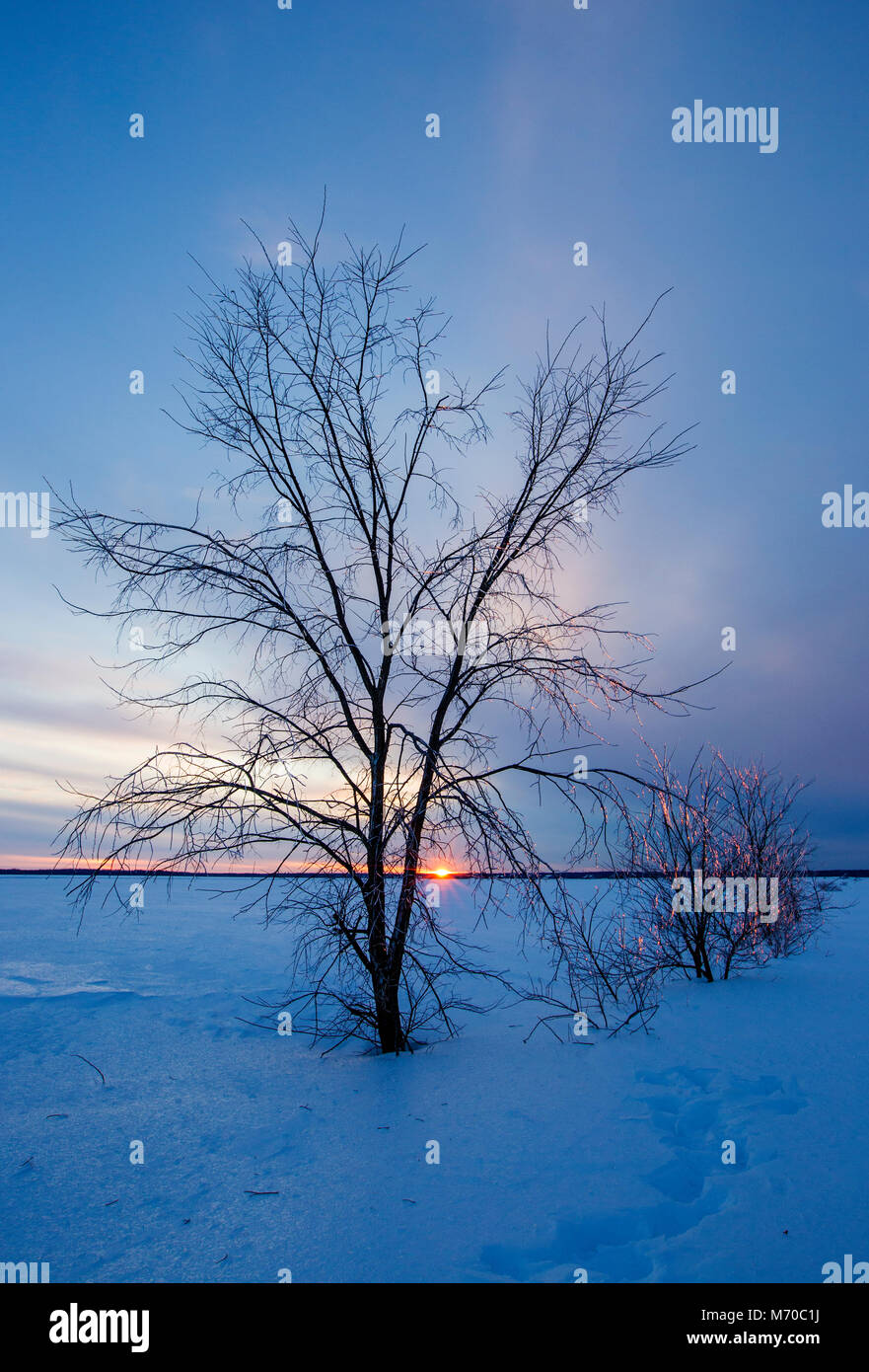 Canada quebec nature forest tree white season hi-res stock photography ...