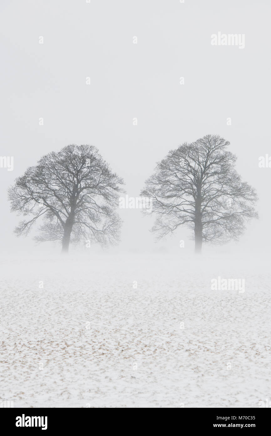 Two oak trees in the winter snow storm in the cotswold countryside ...