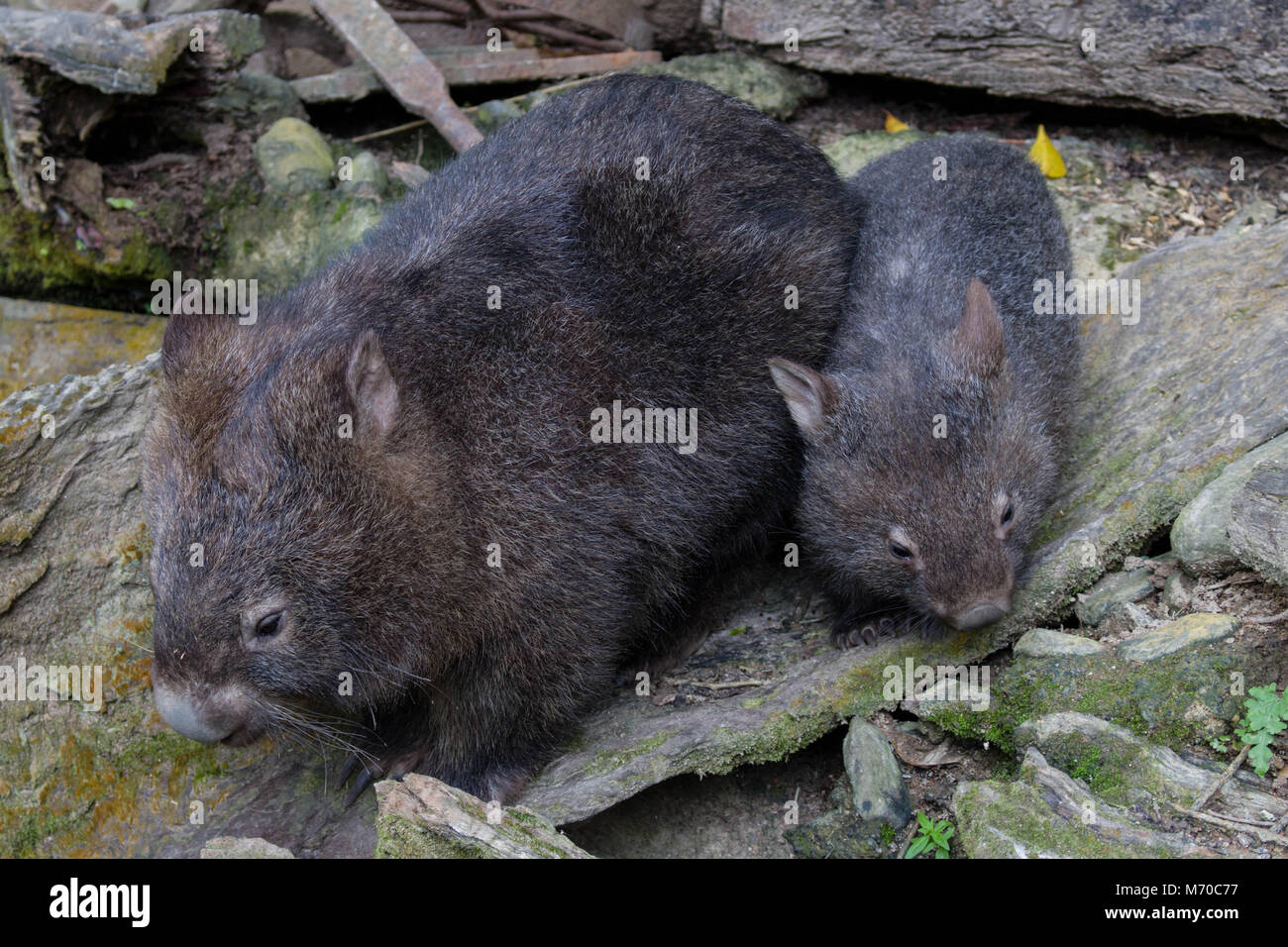 Baby wombat hi-res stock photography and images - Alamy