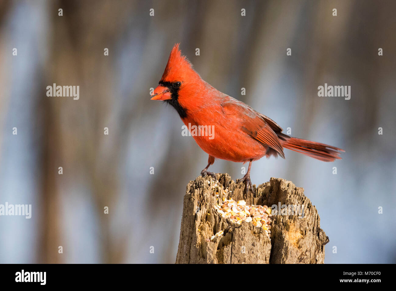 Cardinalis cardinalis red bird nature wildlife male snow hi-res stock ...