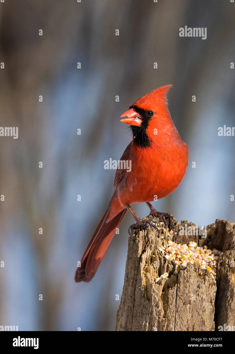 Northern Cardinal male in winter Stock Photo - Alamy