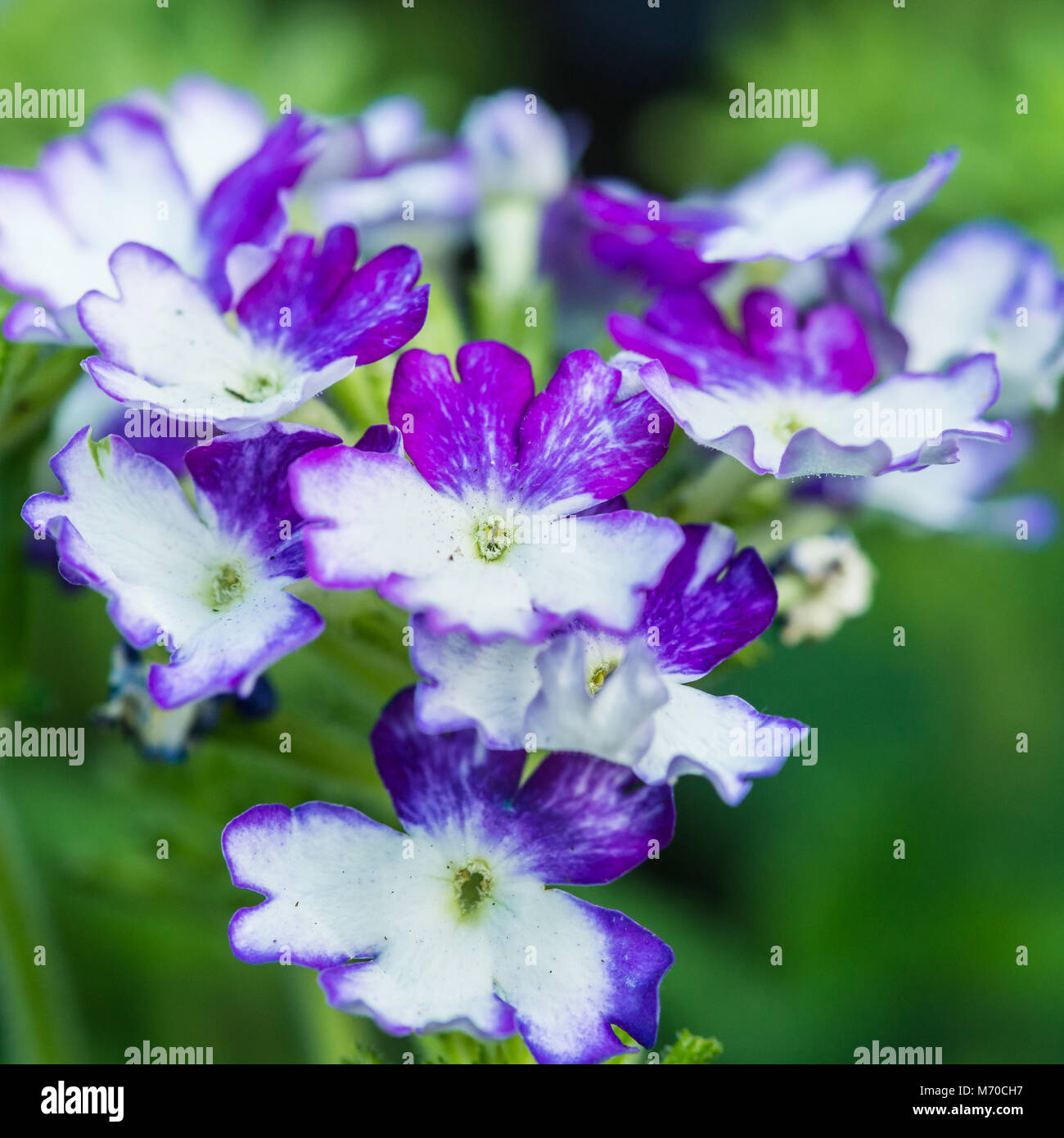 A macro shot of the blooms of a verbena wicked cool blue plant Stock ...