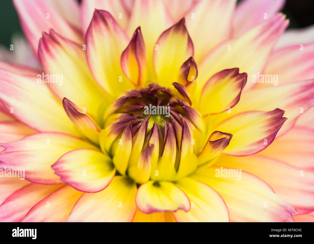 A macro shot of a dahlia gallery pablo bloom Stock Photo - Alamy