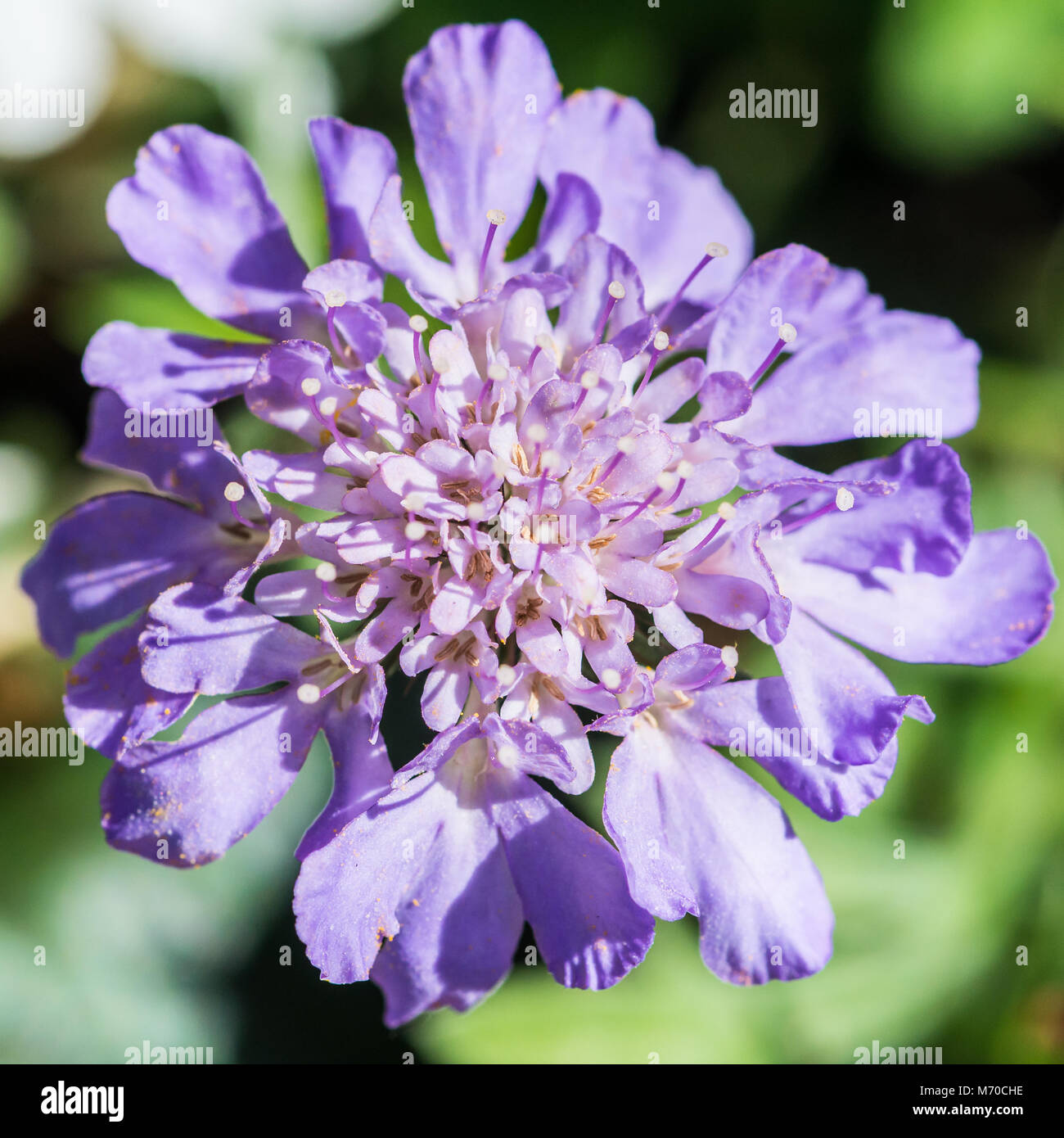 A macro shot of a field scabious bloom Stock Photo - Alamy