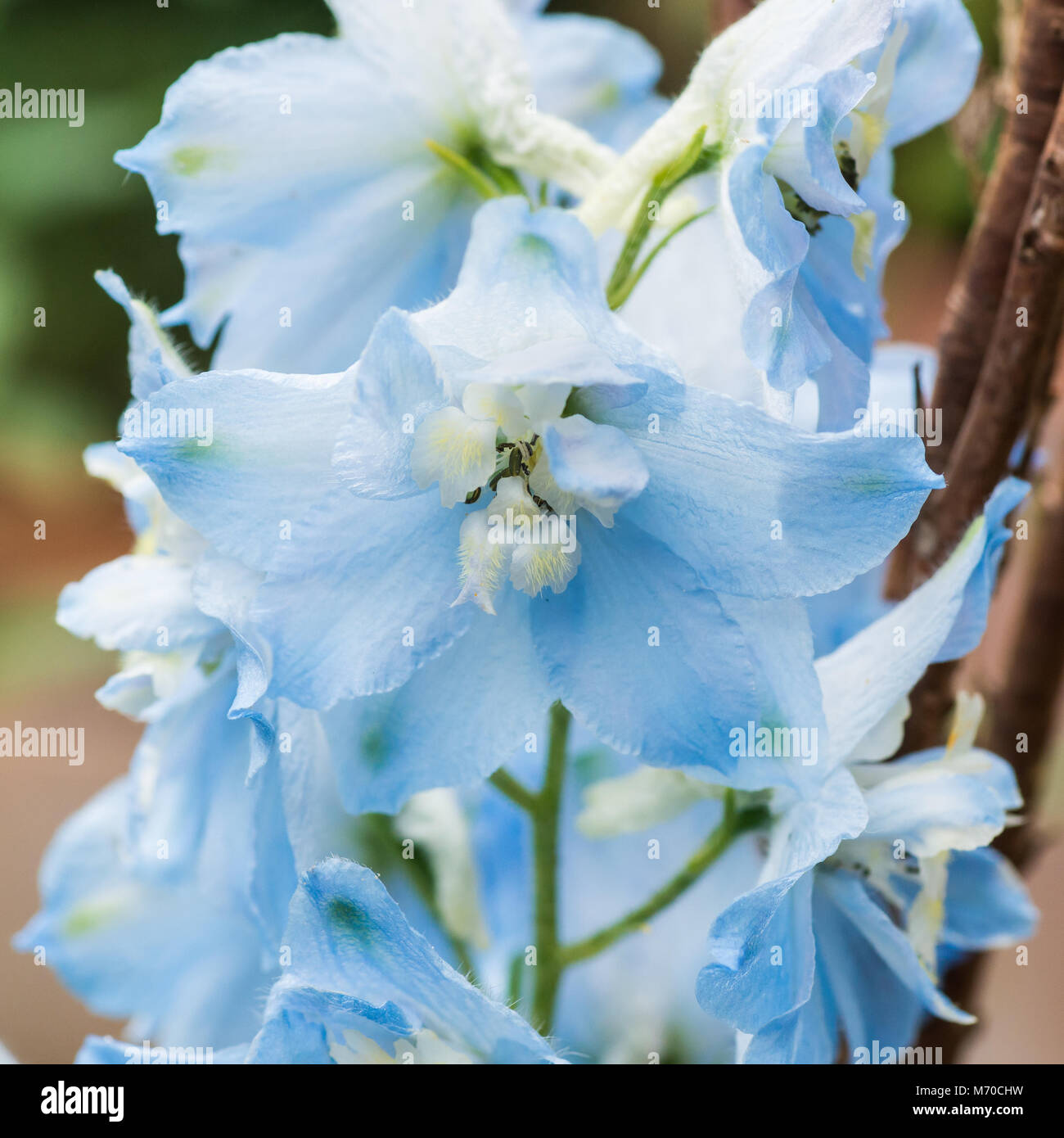 Light Blue Delphinium