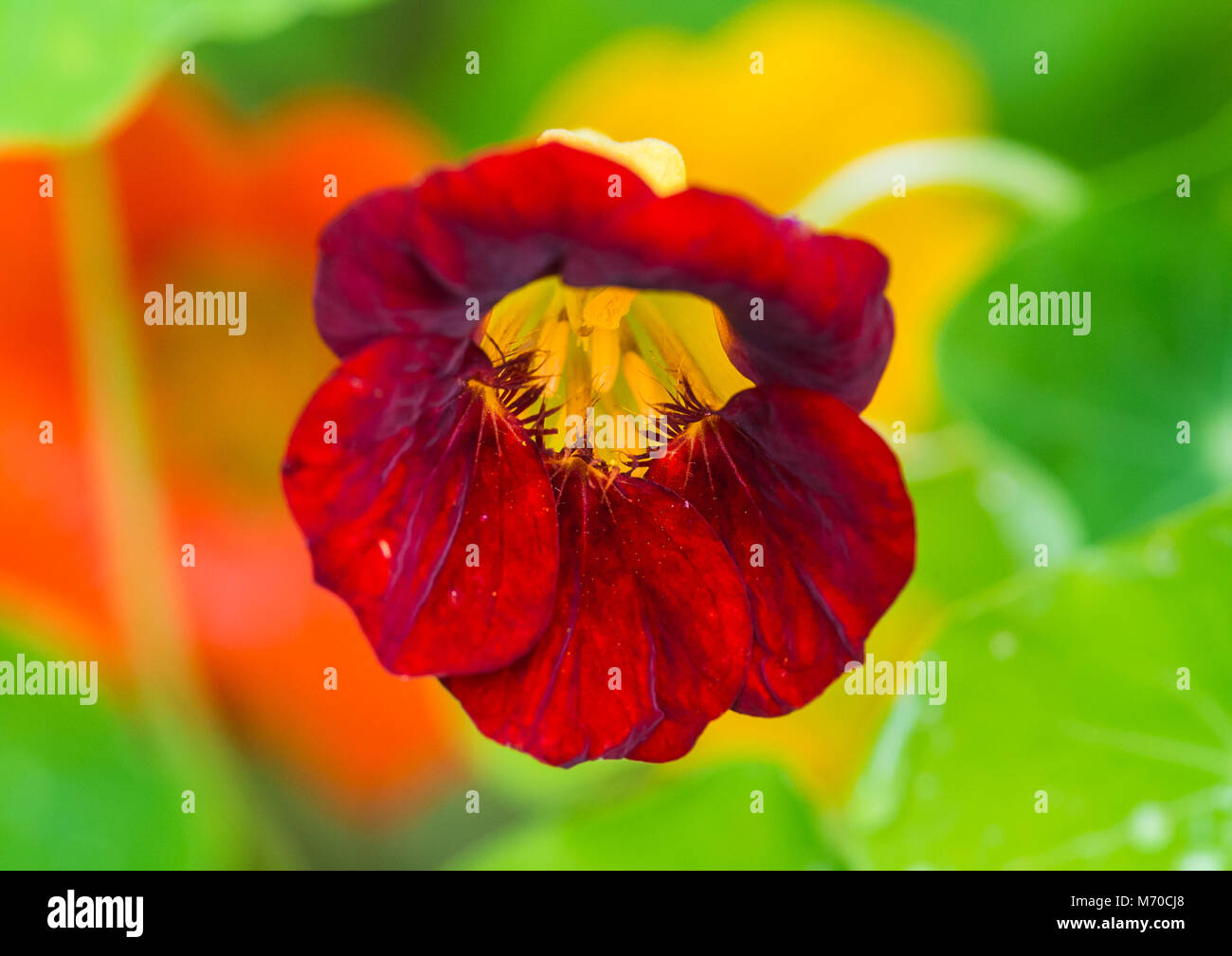 Deep red stigma hi-res stock photography and images - Alamy