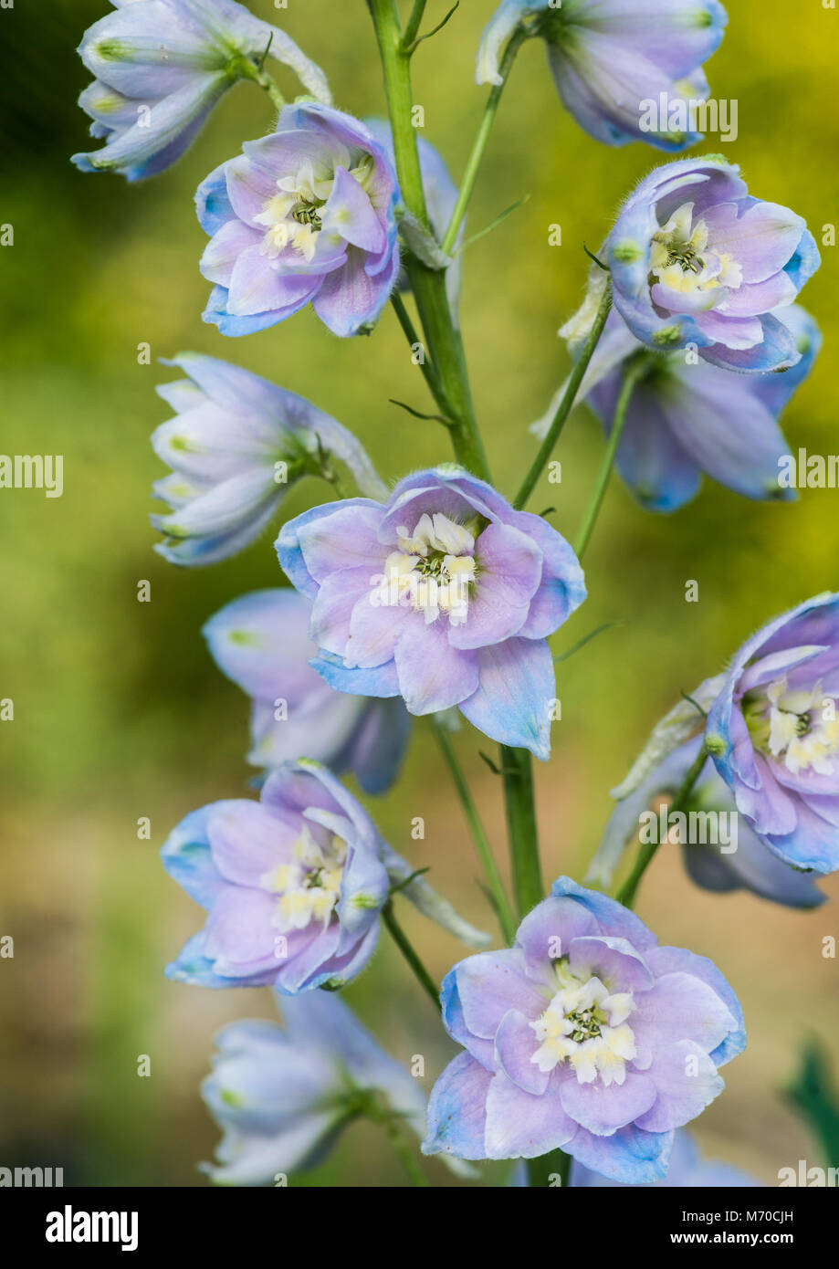 A macro shot of a pale blue delphinium bloom Stock Photo - Alamy
