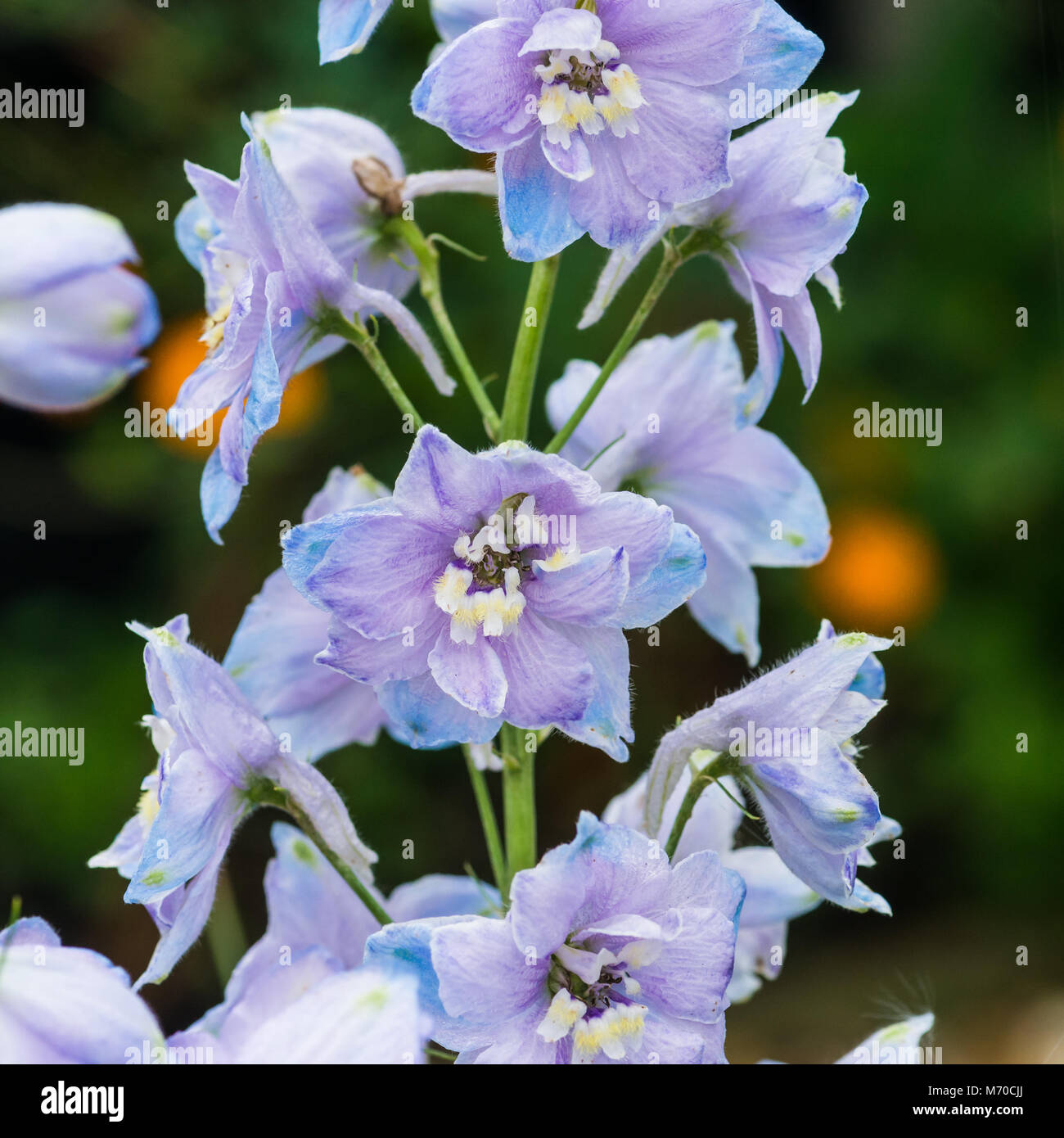 Pale blue delphinium hi-res stock photography and images - Alamy