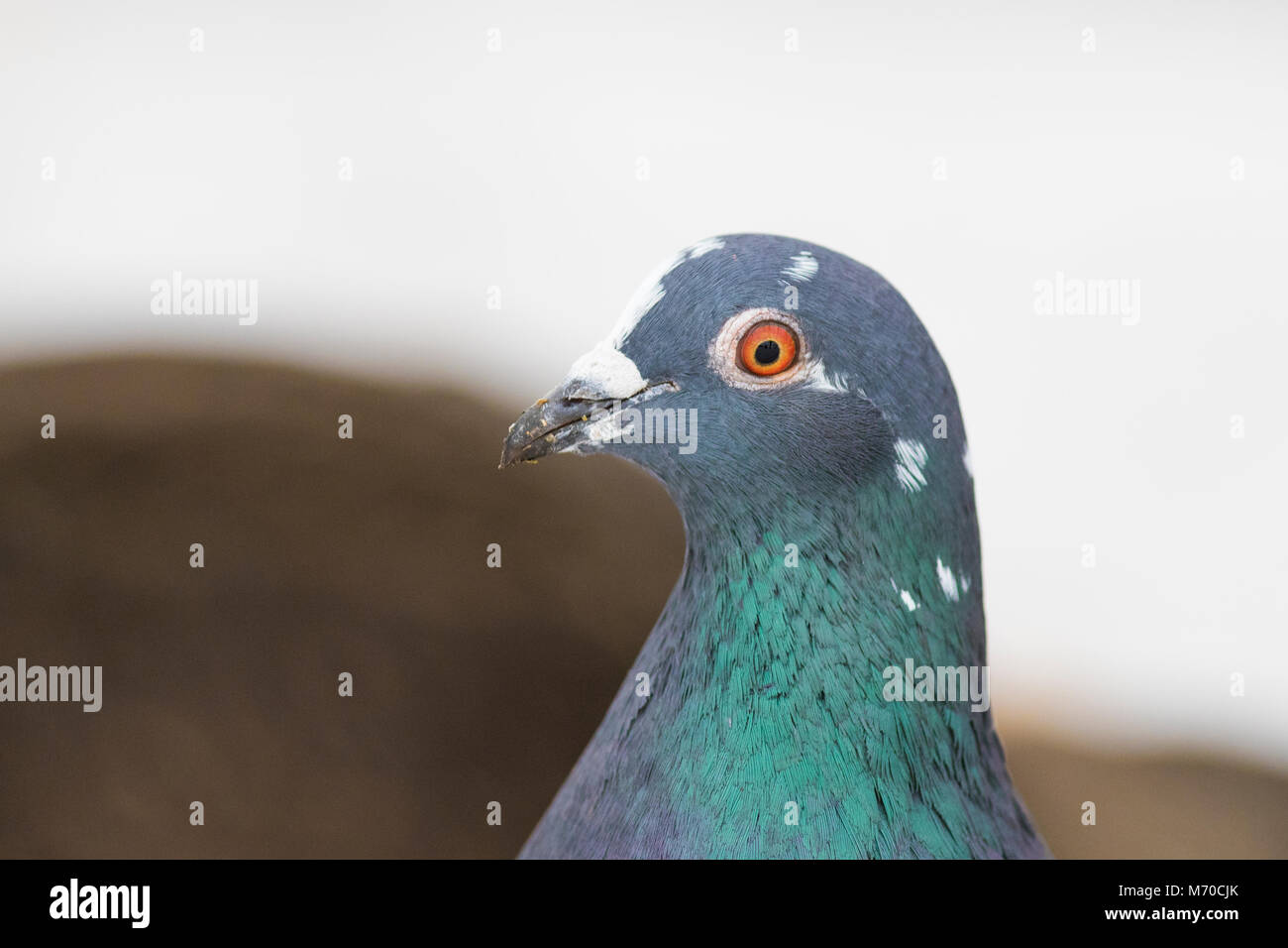 Rock pigeon portrait Stock Photo - Alamy