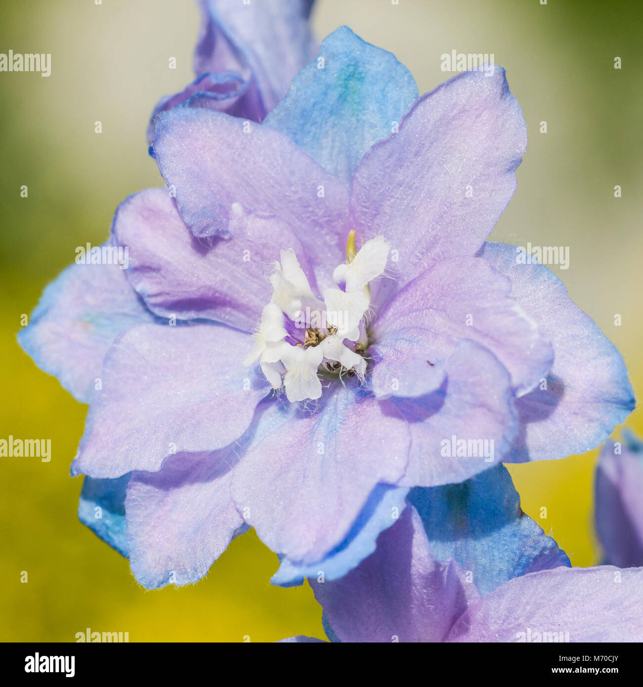 A macro shot of a pale blue delphinium bloom Stock Photo - Alamy