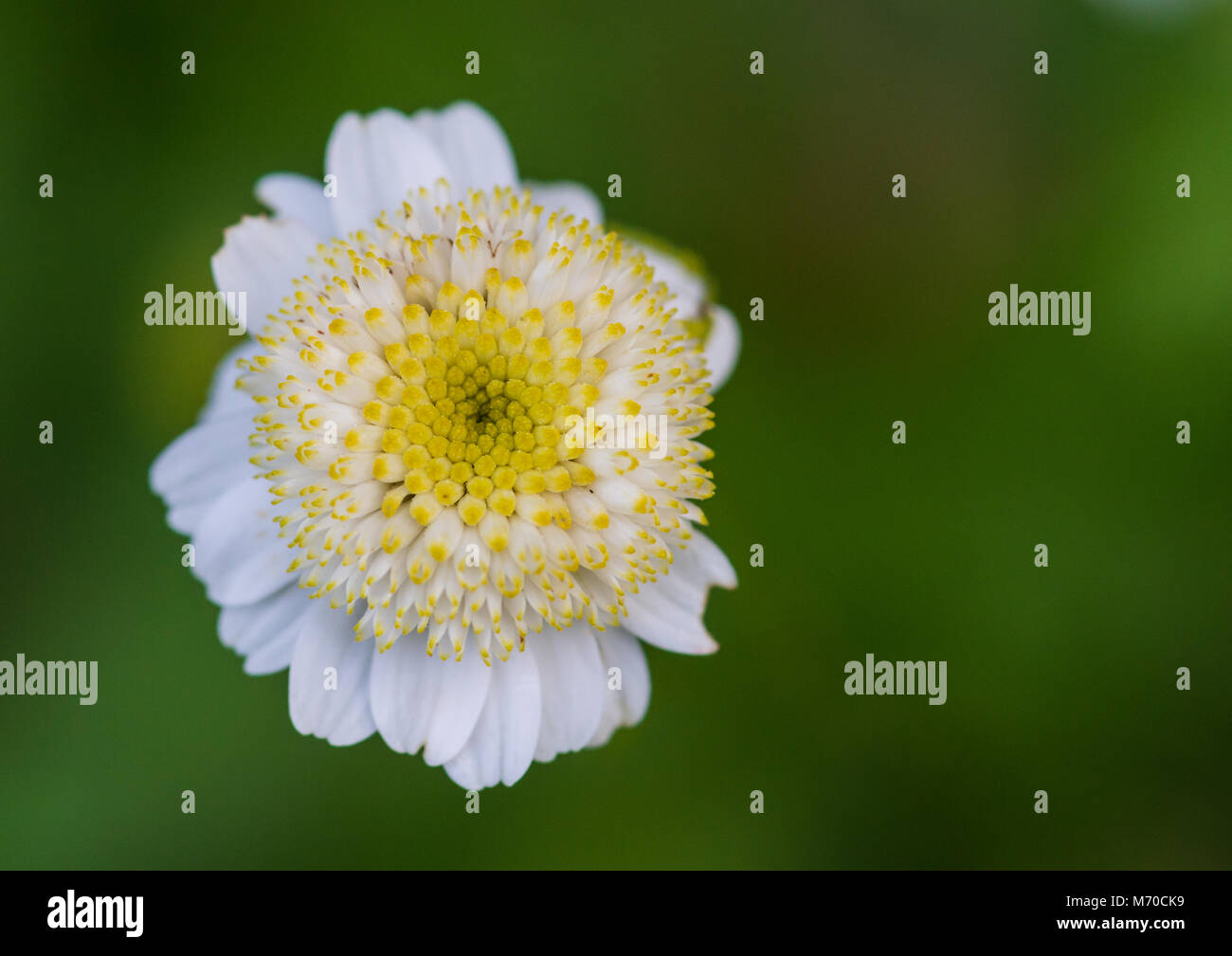 A macro shot of a white and yellow feverfew bloom Stock Photo - Alamy